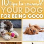 10 Ways To Reward Your Dog For Being Good | House That Barks