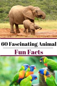 60 Fascinating And Interesting Facts About Animals