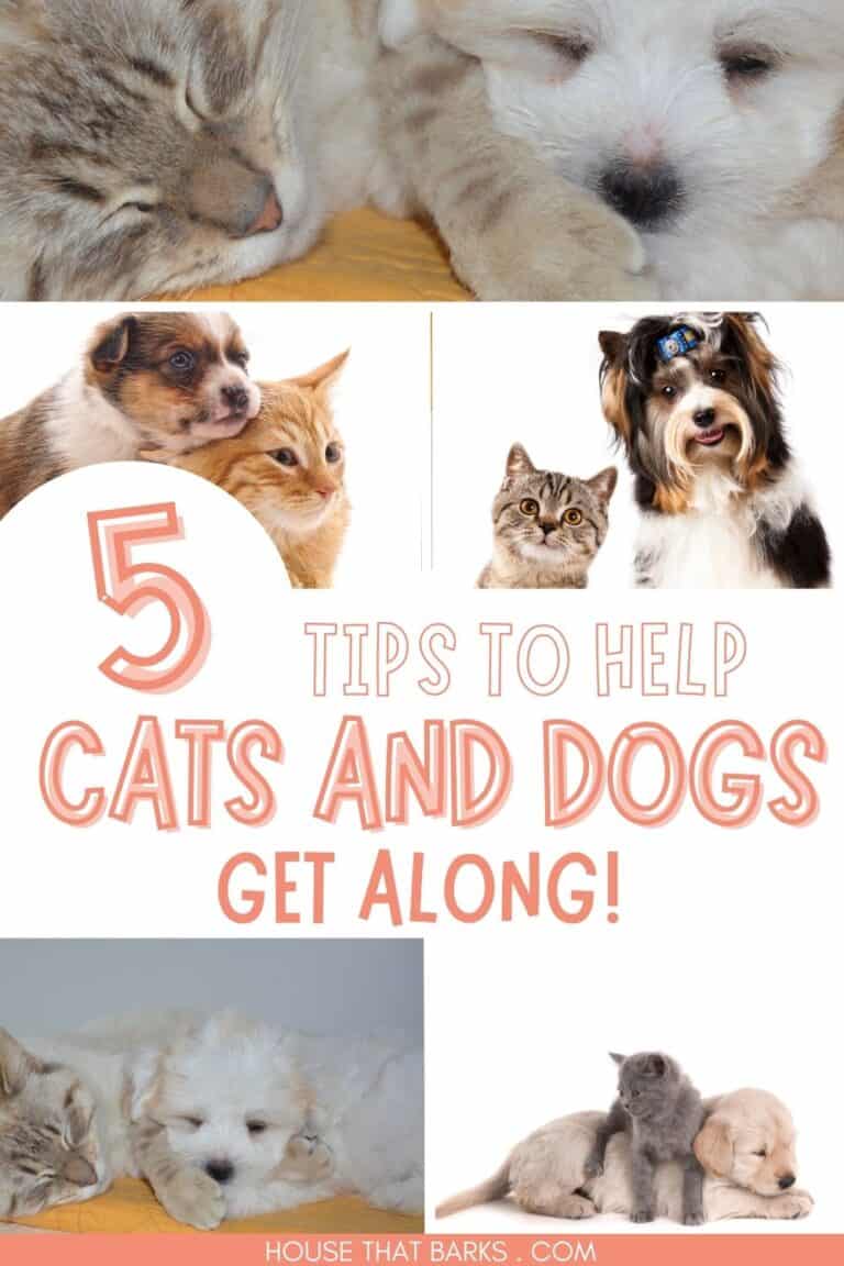 5 Tips to Help Cats and Dogs to Get Along - House that Barks