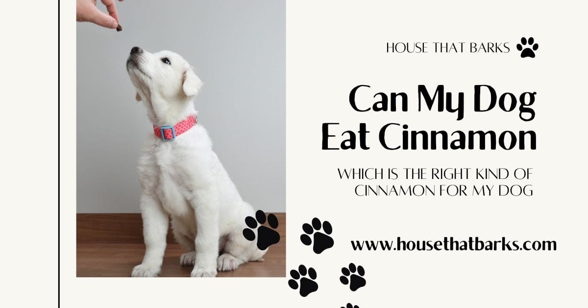 Can My Dog Eat Cinnamon? - House that Barks