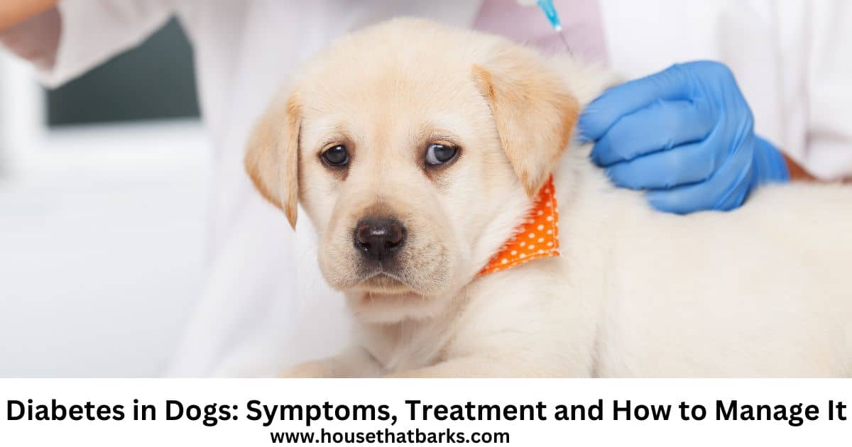 Diabetes in Dogs: Symptoms, Treatment and How to Manage It - House that ...