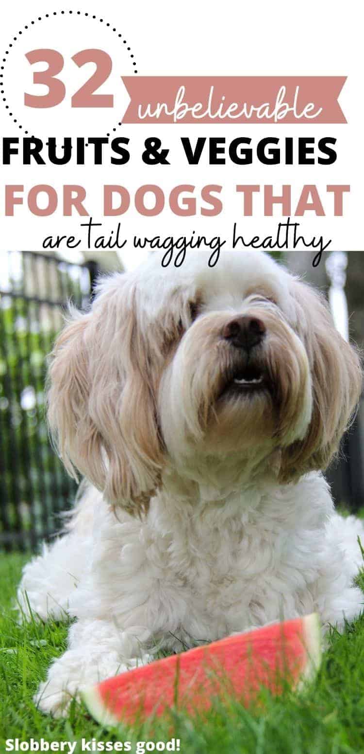 32 Best Fruits and Vegetables Dogs Can Eat - House that Barks