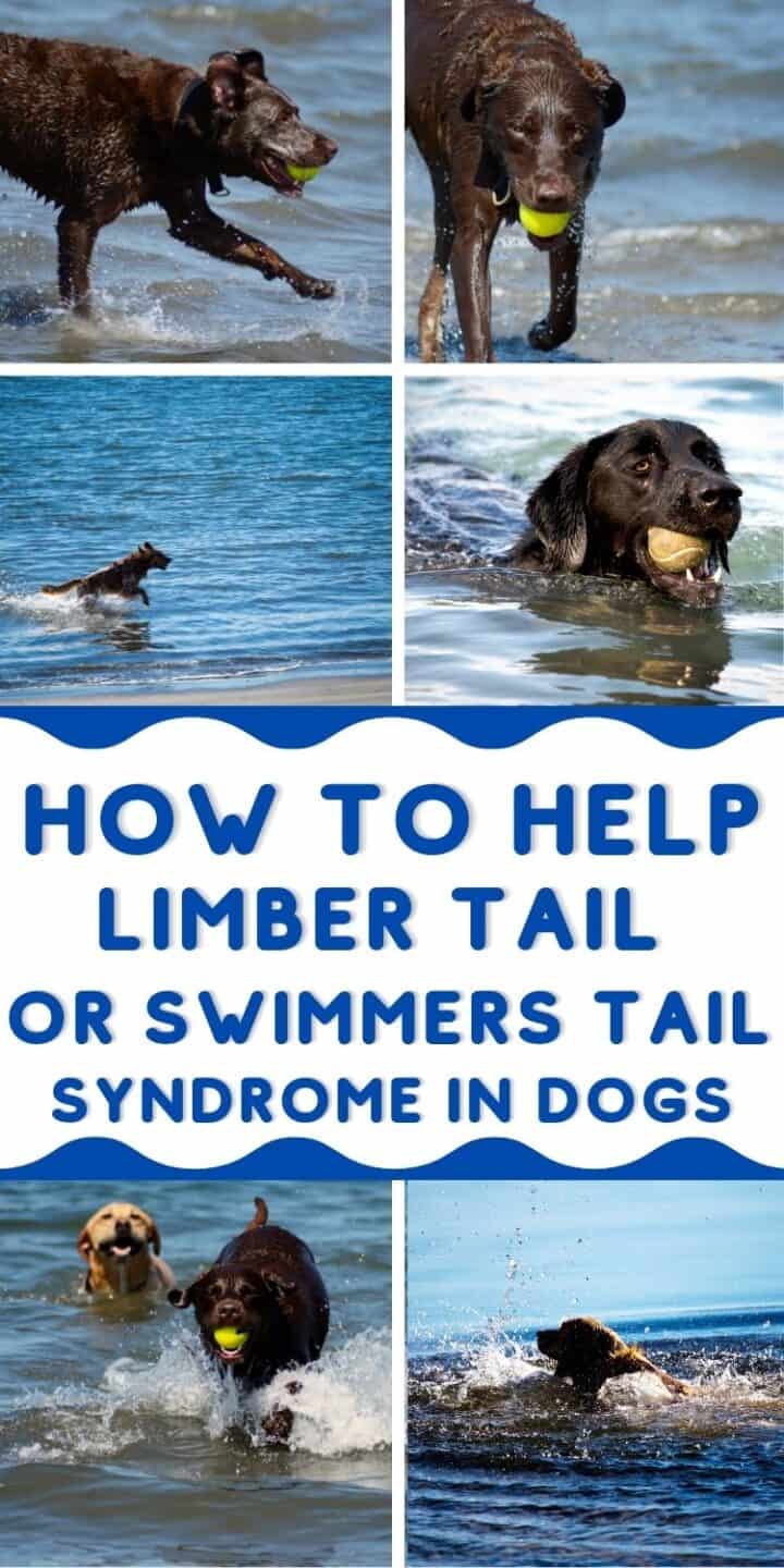 What is Limber Tail or Swimmers Tail in Dogs - House that Barks