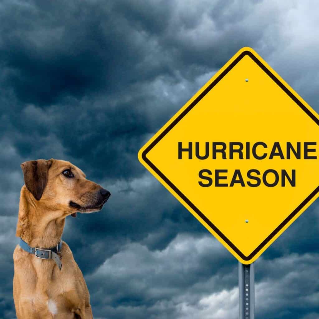 8 Hurricane Safety for Dog Owners - House that Barks