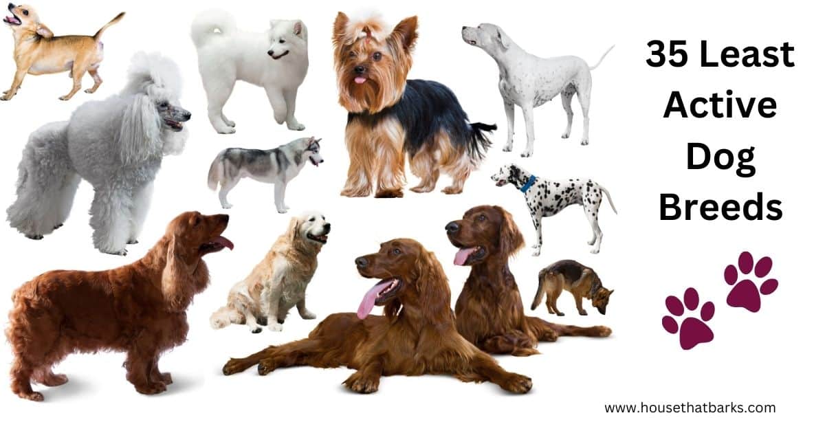 35 Least Active Dog Breeds