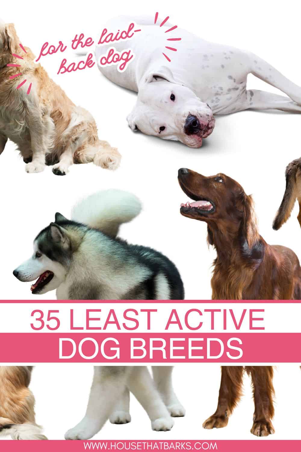 35 Least Active Dog Breeds