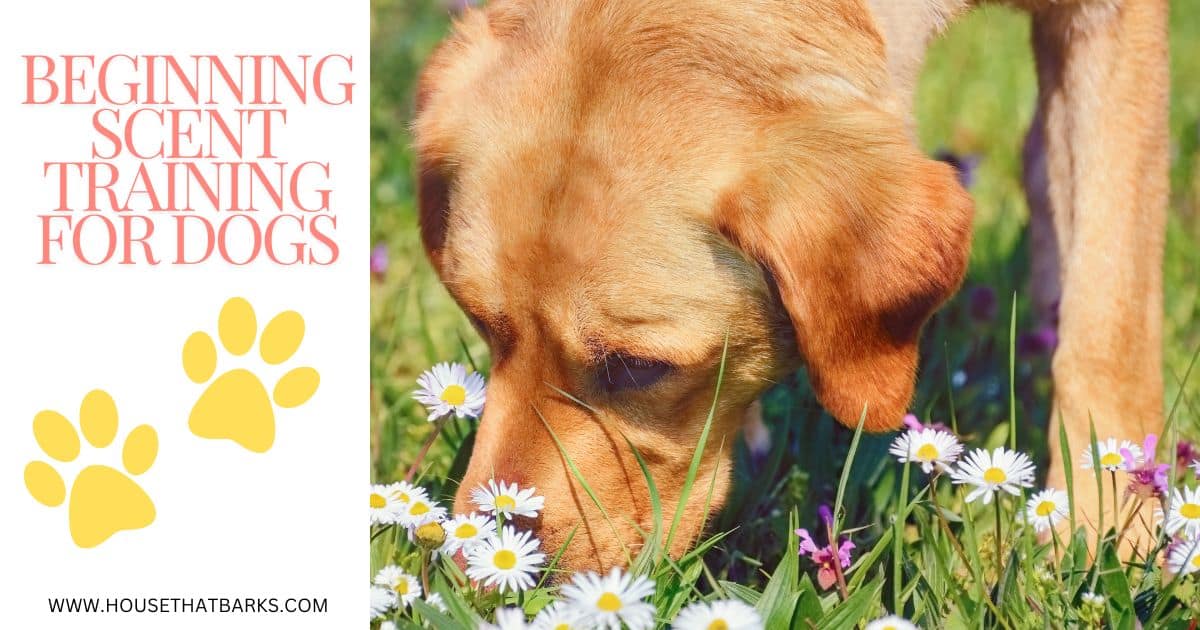 A Beginner's Guide to Scent Training for Dogs - House that Barks