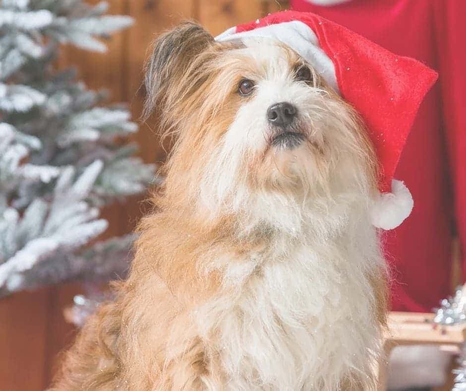 Top 5 Christmas Gift Ideas For Dogs House That Barks Top 5 Christmas Gift Ideas For Dogs House That Barks
