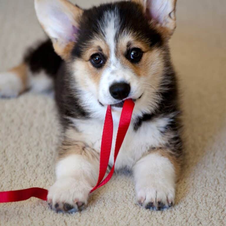5 Best Dog Leashes for your Furry Friend - House that Barks