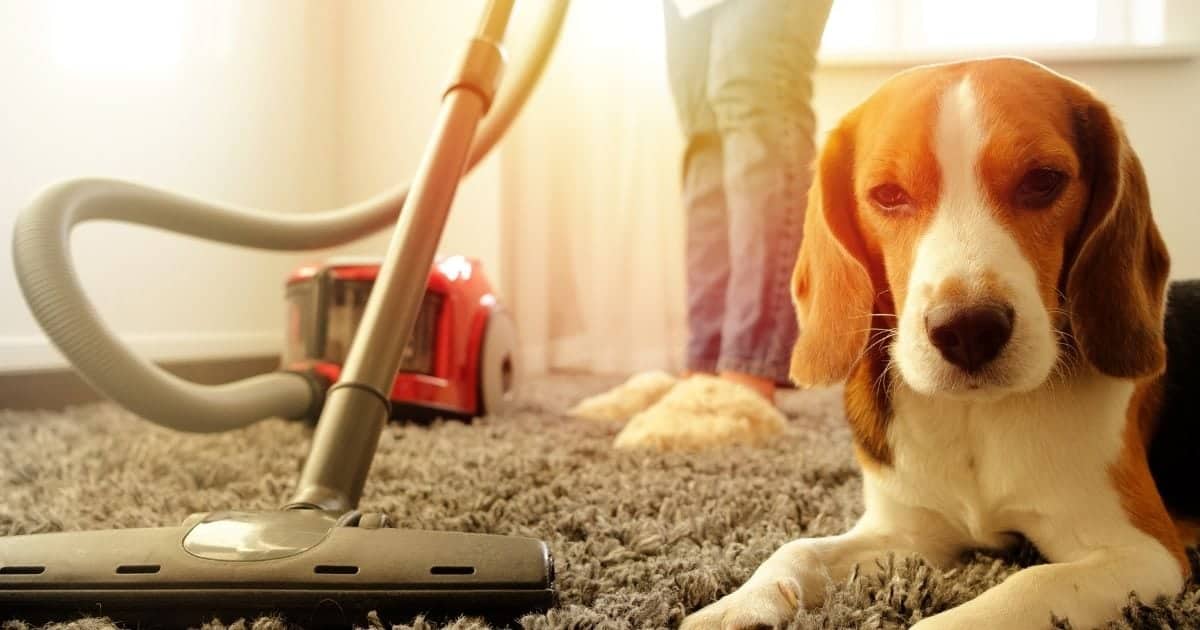 5 Best Vacuums For Dog Hair | House That Barks