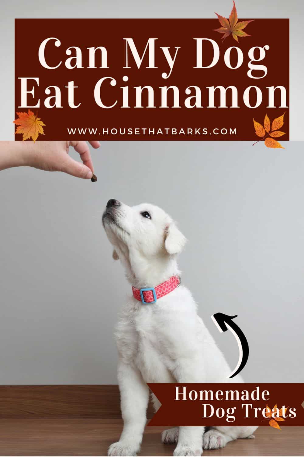 Can My Dog Eat Cinnamon? - House that Barks