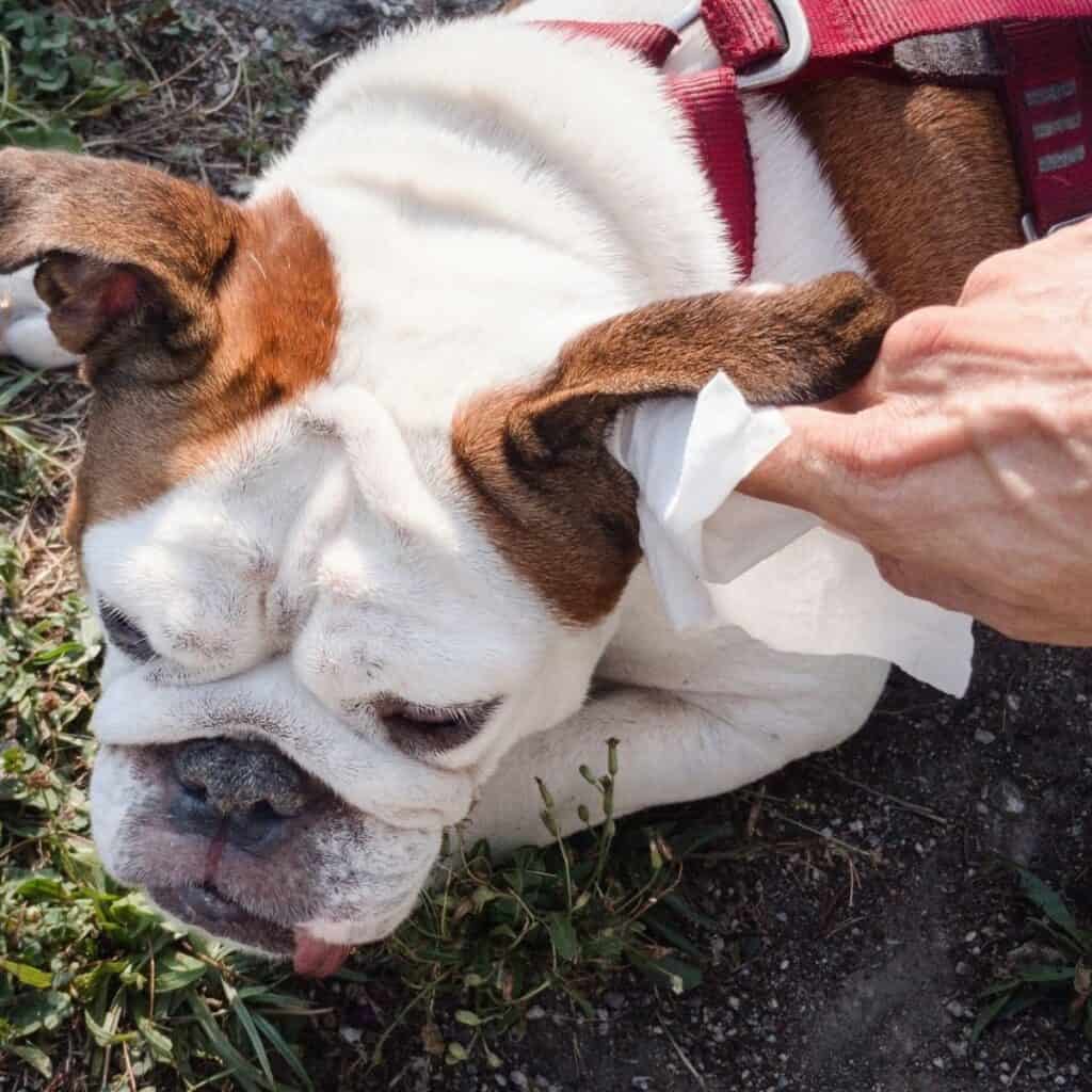 How to Treat Your Dog's Outer Ear Infections - House that Barks