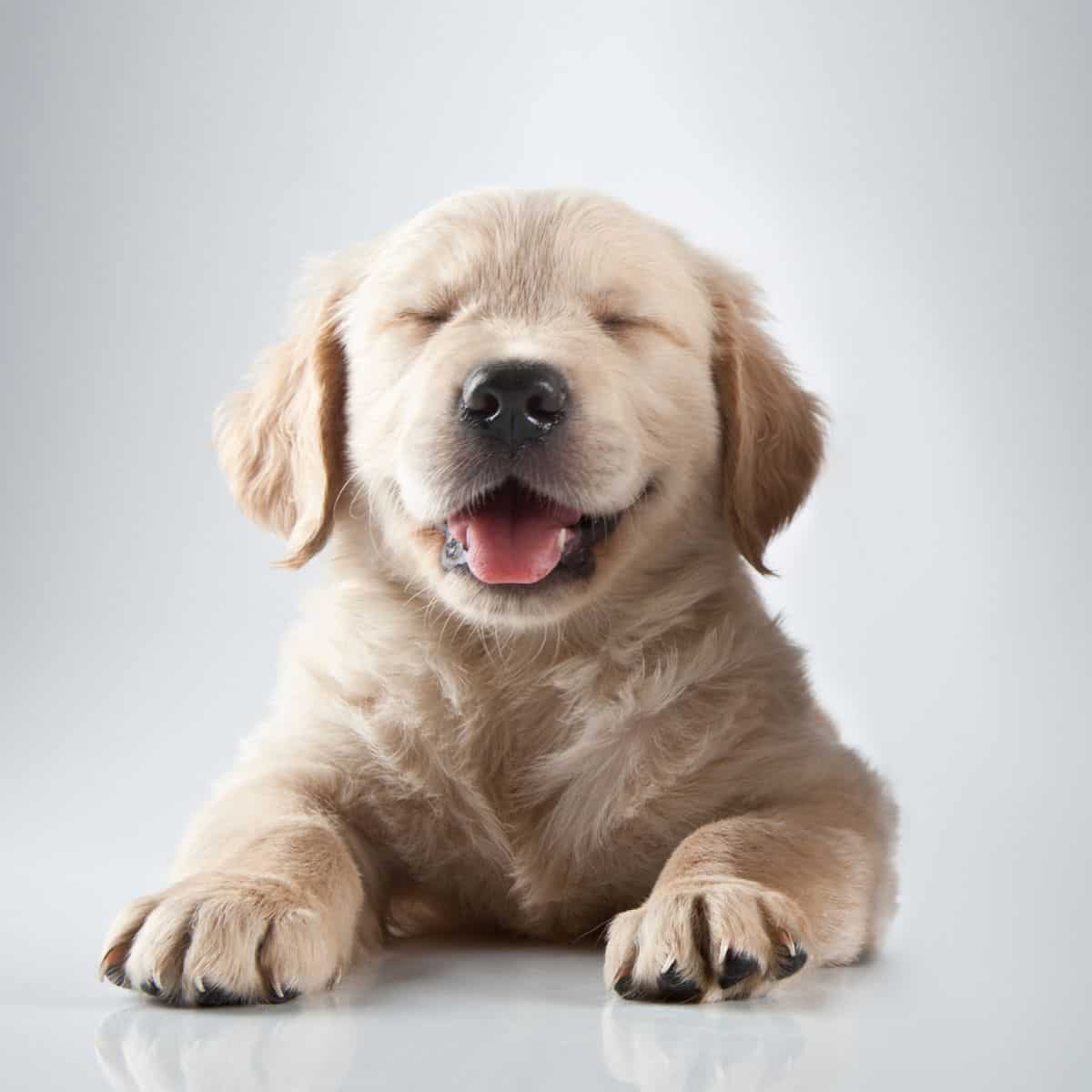 Can Dogs Burp Like Humans? - House that Barks