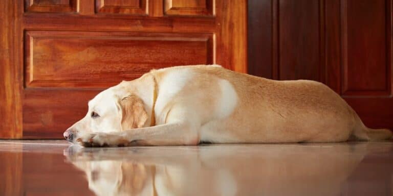 100 Things to Do when Stuck Inside with Dogs - House that Barks