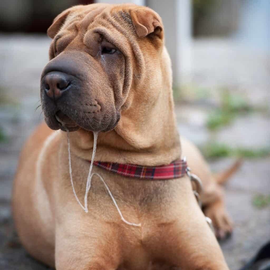 Dogs Drool: The Wet and Wild World of Why Dogs Drool - House that Barks