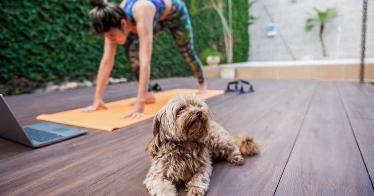 How To Get Fit With Your Dog | House That Barks