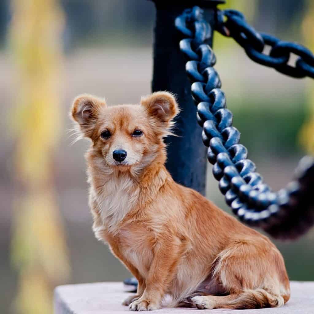How to Keep Small Breed Senior & Geriatric Dogs Healthy - House that Barks
