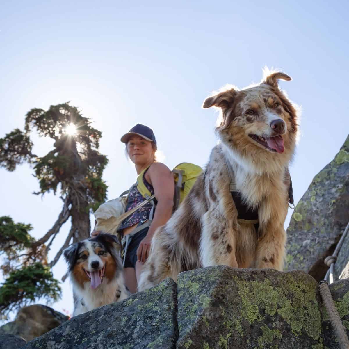 5 Essential Tips for Hiking or Backpacking with your Dog - House that Barks