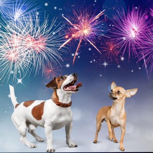 How to Calm a Dog During Fireworks - House that Barks