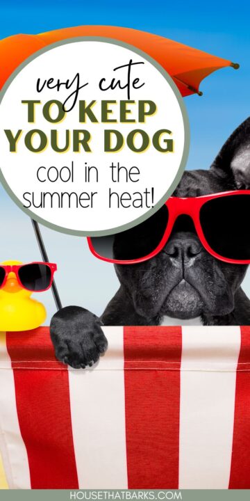 Tips to Keep your Dogs Cool in Summer - House that Barks
