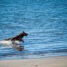 What is Limber Tail or Swimmers Tail in Dogs - House that Barks