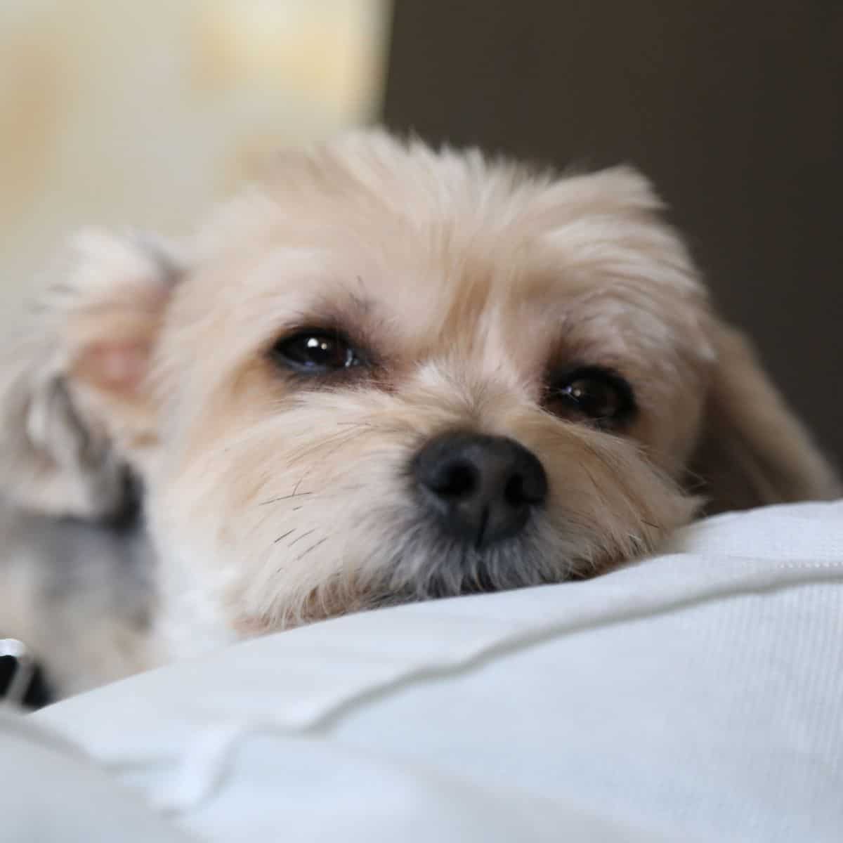 Tips for Surviving the Loss of Your Dog - House that Barks