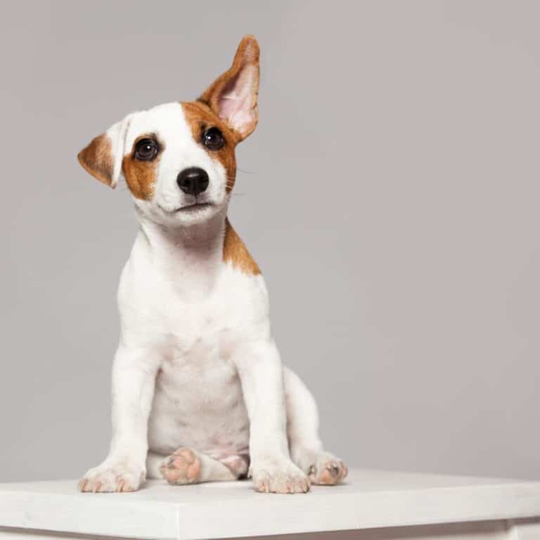 The Importance Of Micro-Chipping A Dog - House that Barks