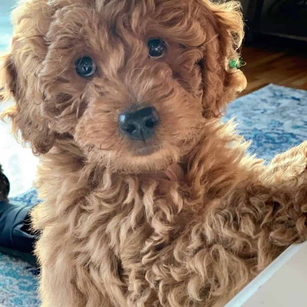 Tips For Bringing Home A New Puppy | House That Barks