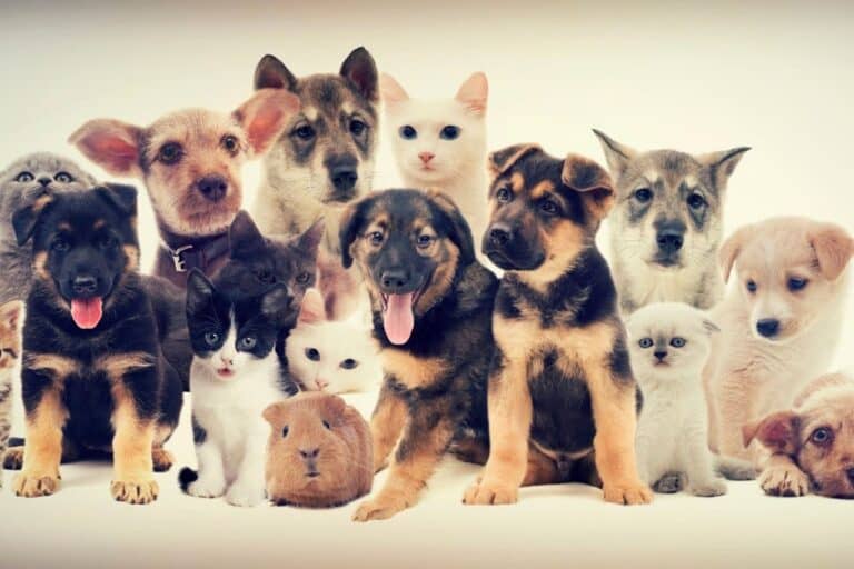 11 Benefits Of Owning A Pet - House that Barks