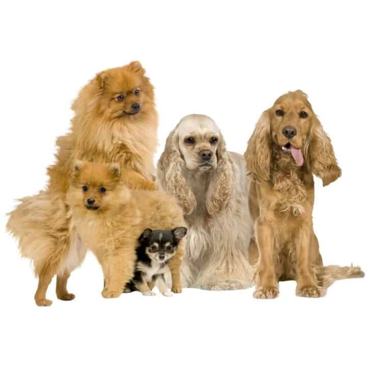 Picking the Perfect Dog for your Lifestyle - House that Barks