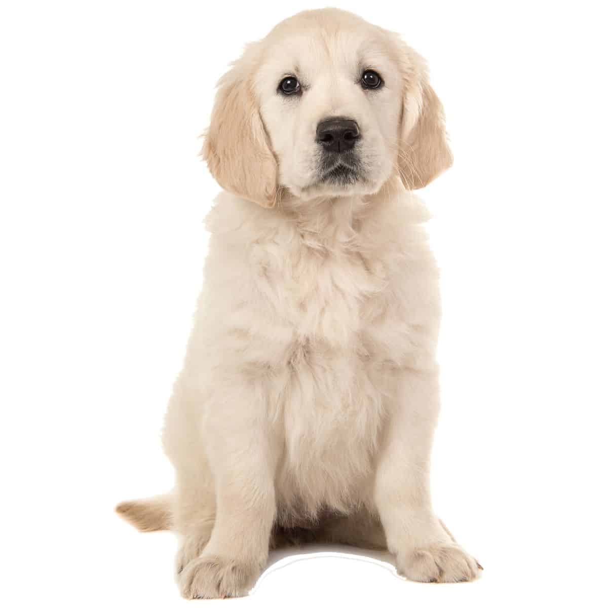 Picking the Perfect Dog for your Lifestyle - House that Barks