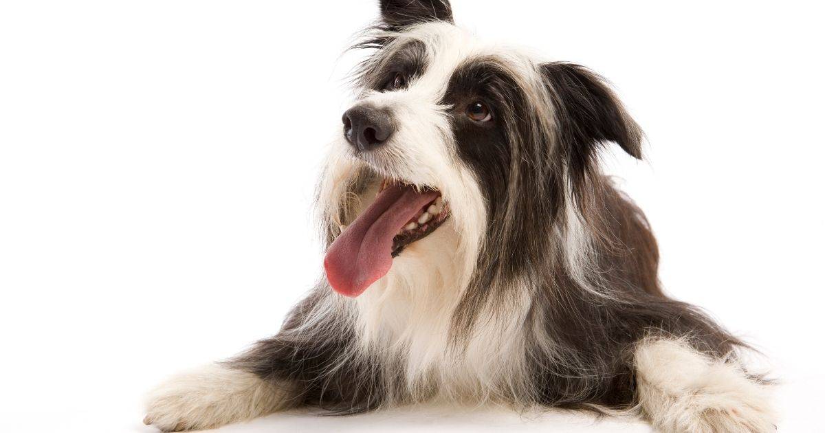 The Ultimate Guide To Questions And Answers About Dogs | House That Barks