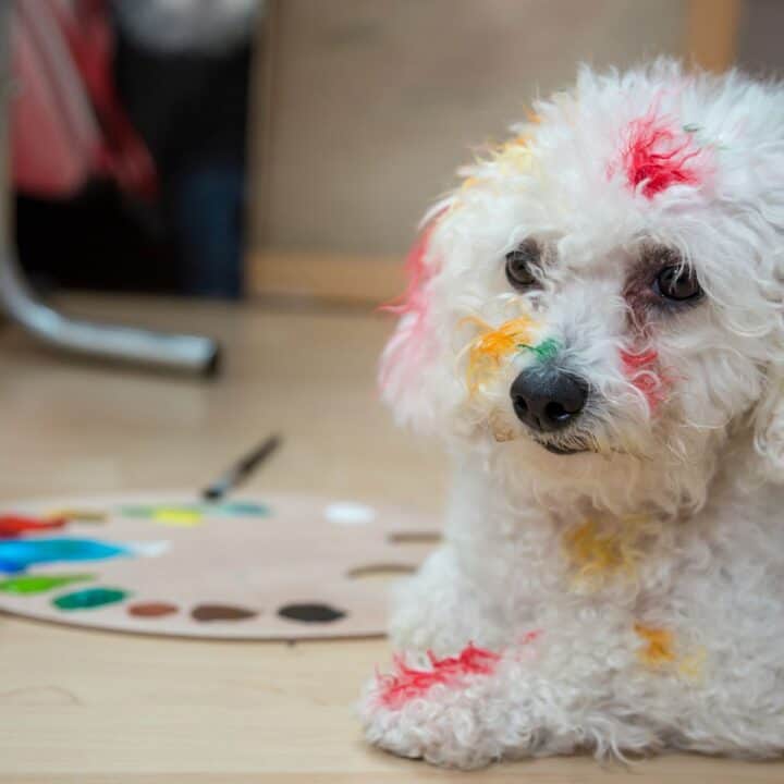 Paint Be Gone: How to Remove Paint off your Dogs Coat and Paws - House ...