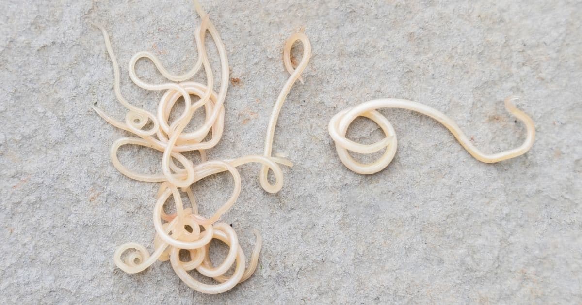 Help For Dealing With Roundworms In Dogs | House That Barks