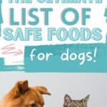 The Ultimate List Of Safe Food For Dogs | House That Barks