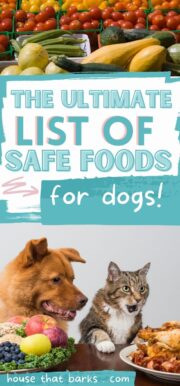 The Ultimate List of Safe Food For Dogs - House that Barks