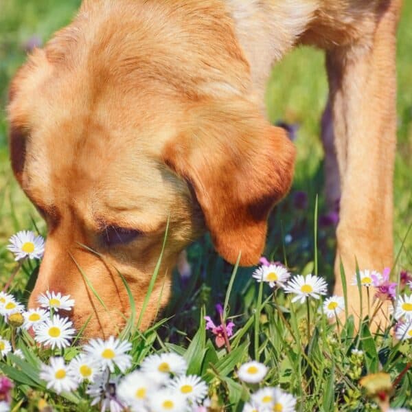 A Beginner's Guide to Scent Training for Dogs - House that Barks