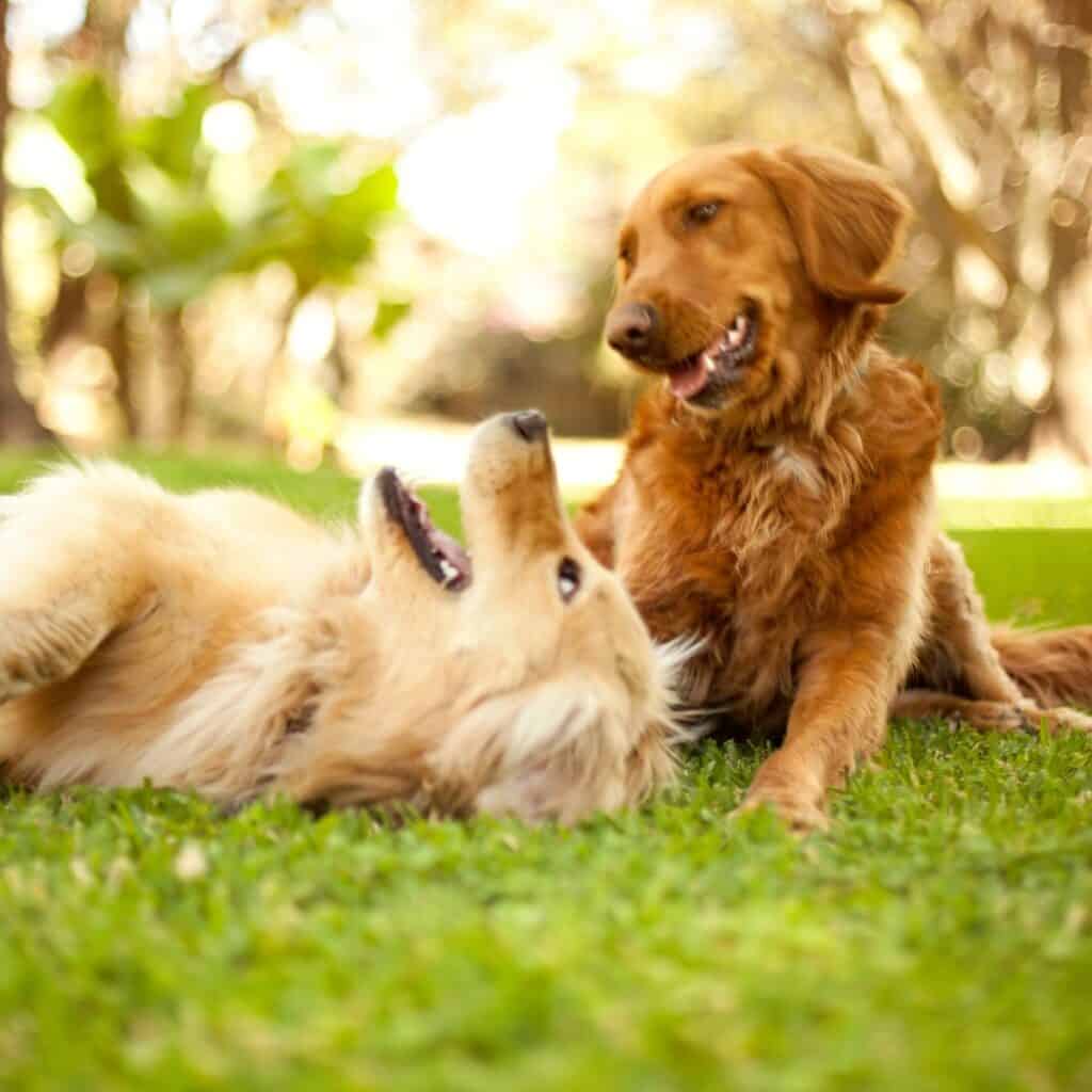 The Importance of Socializing your Dog - House that Barks